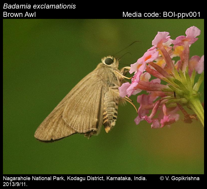Badamia exclamationis (Fabricius, 1775) - Brown Awl | Butterfly