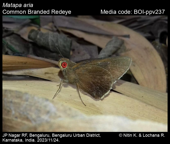 Matapa aria (Moore, [1866]) - Common Branded Redeye | Butterfly